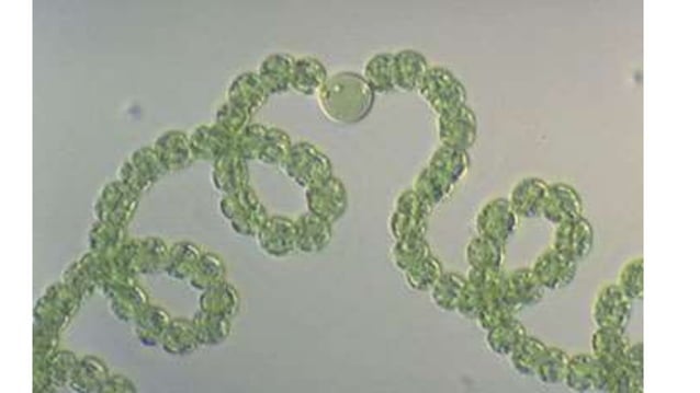 ROLE OF BACTERIA IN NUTRIENT CYCLING.pptx