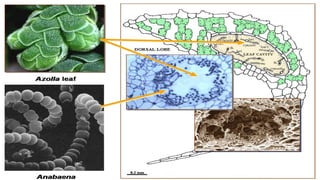 ROLE OF BACTERIA IN NUTRIENT CYCLING.pptx