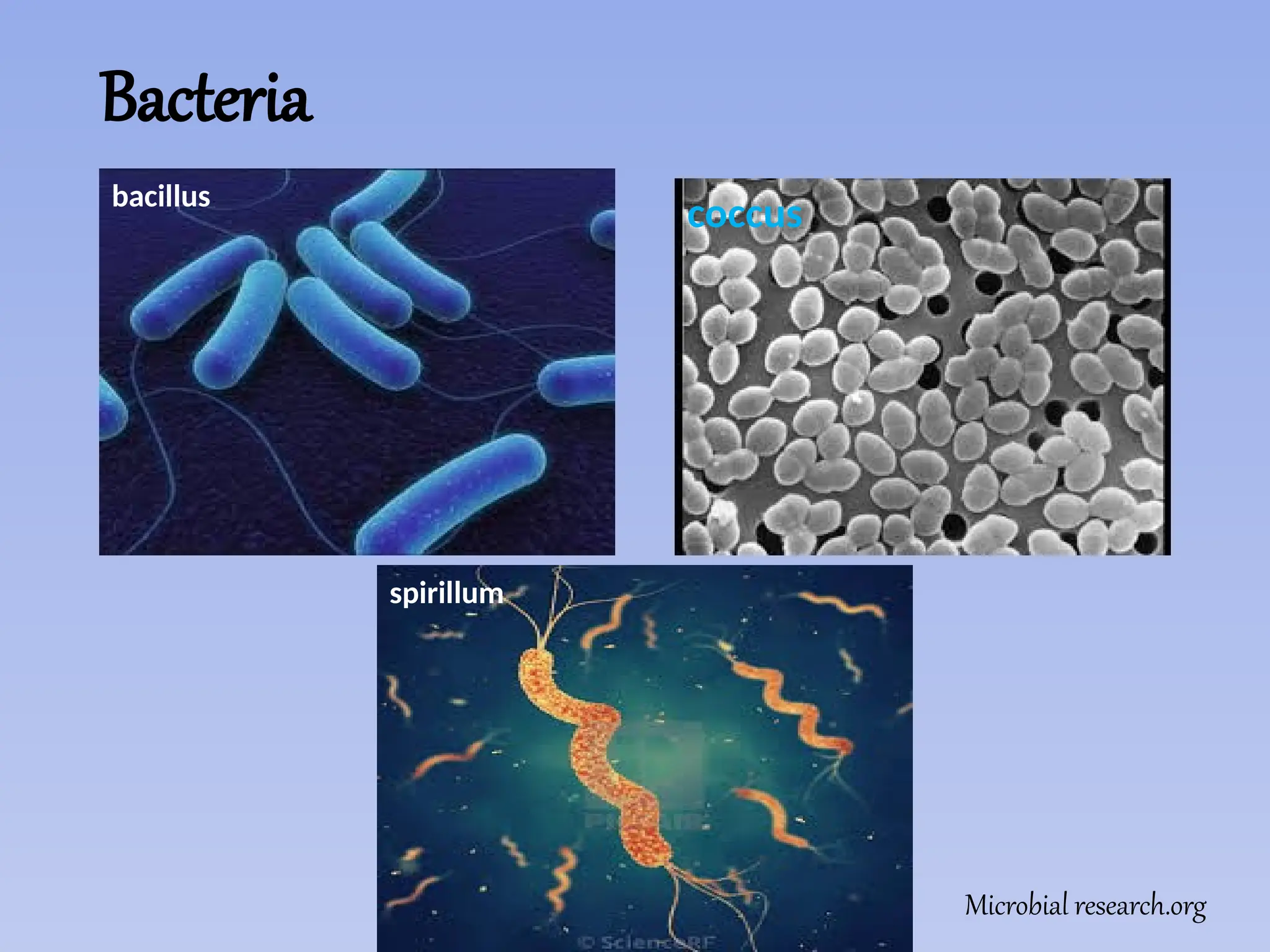 Role of bacteria in wastewater treatment, an overview.pptx
