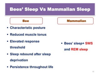 Role of bees’ sleep in memory processing | PPTX