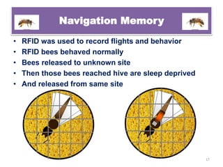 Role of bees’ sleep in memory processing | PPT