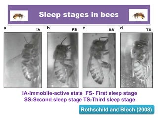 Role of bees’ sleep in memory processing | PPTX