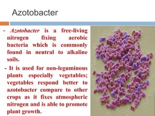 Role of biofertilizers in Horticulture | PPTX