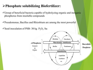 Role of biofertilizer in agriculture | PPTX