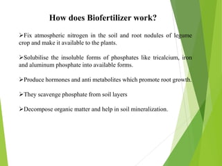 Role of biofertilizer in agriculture | PPTX