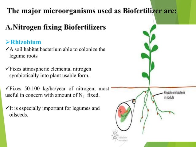 Role of biofertilizer in agriculture | PPTX | Agriculture | Industries