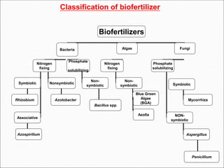 Role of Biofertilizer in Organic Agriculture.pptx