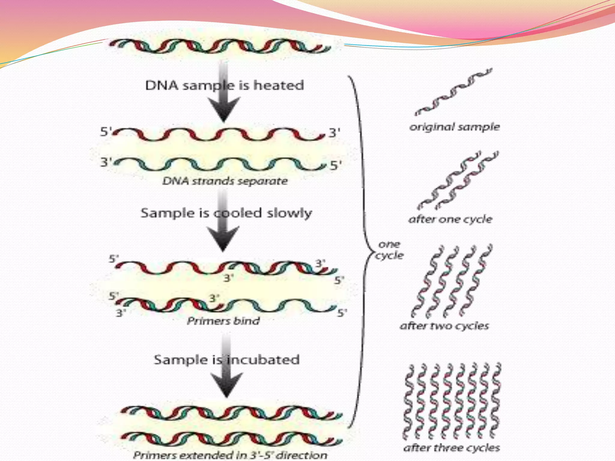 Role of biomarkers and dna fingerprinting in herbal drug ...