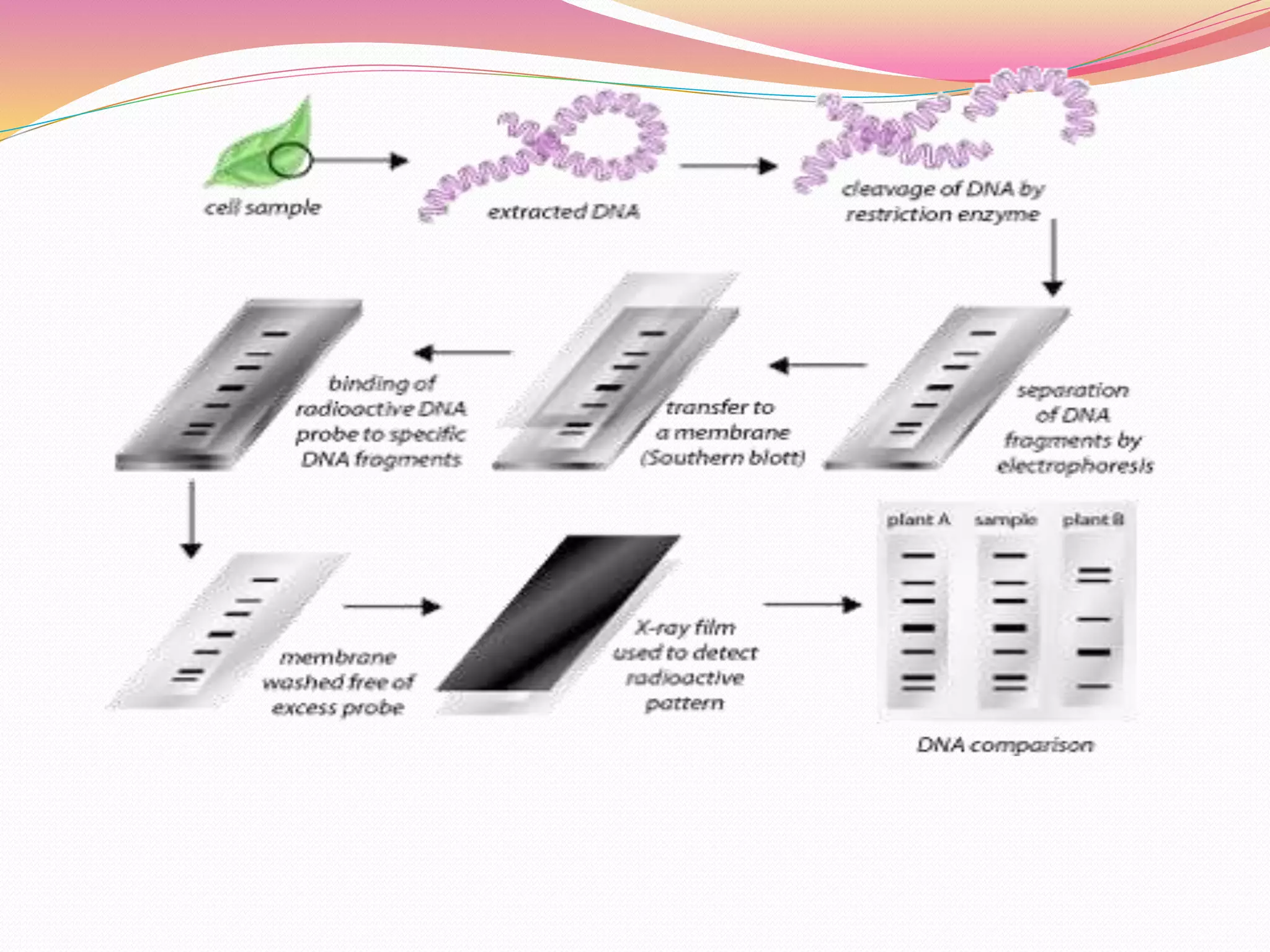 Role of biomarkers and dna fingerprinting in herbal drug ...