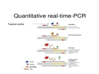 Role of biotechnology in cancer control | PPTX
