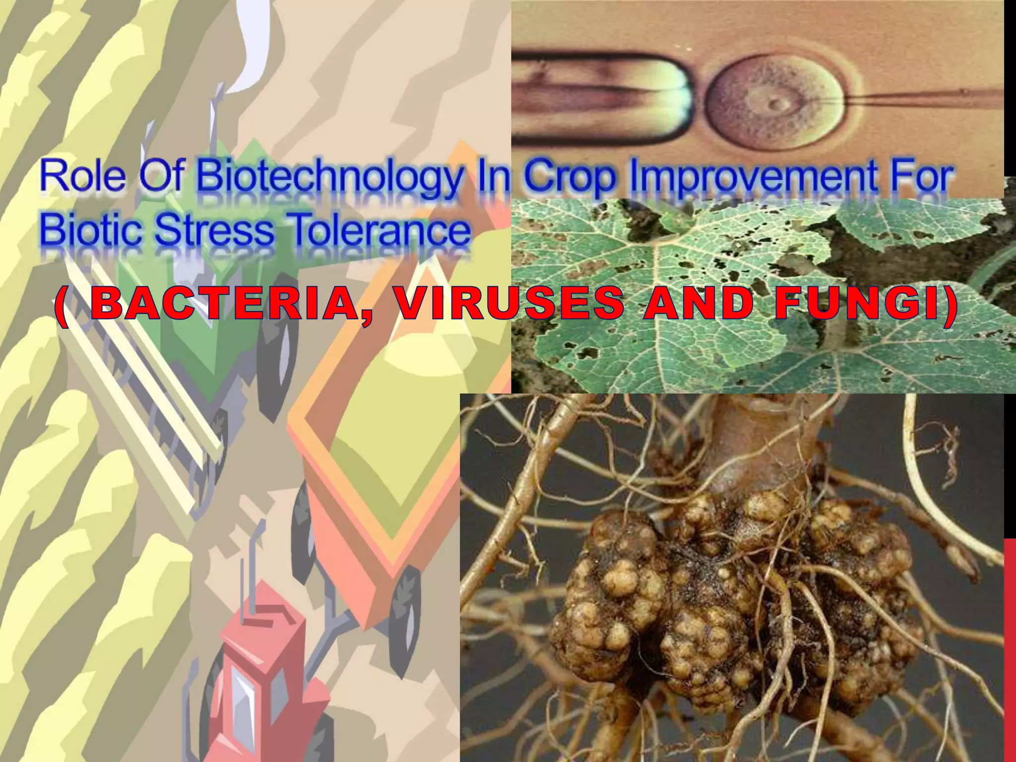 Role Of Biotechnology In Crop Improvement.pptx