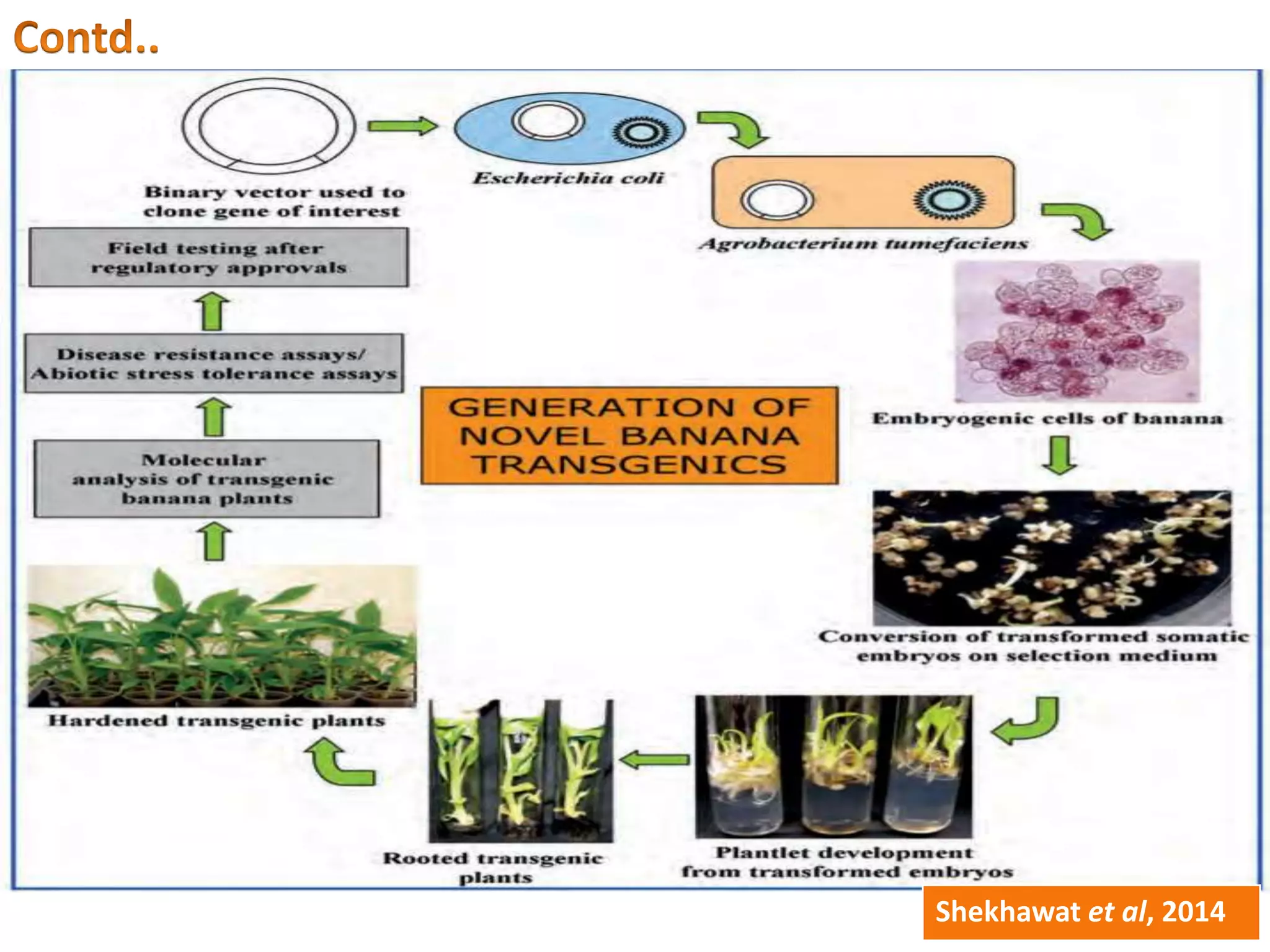 Role of biotechnology in enhancing fruit crop production and quality | PPTX