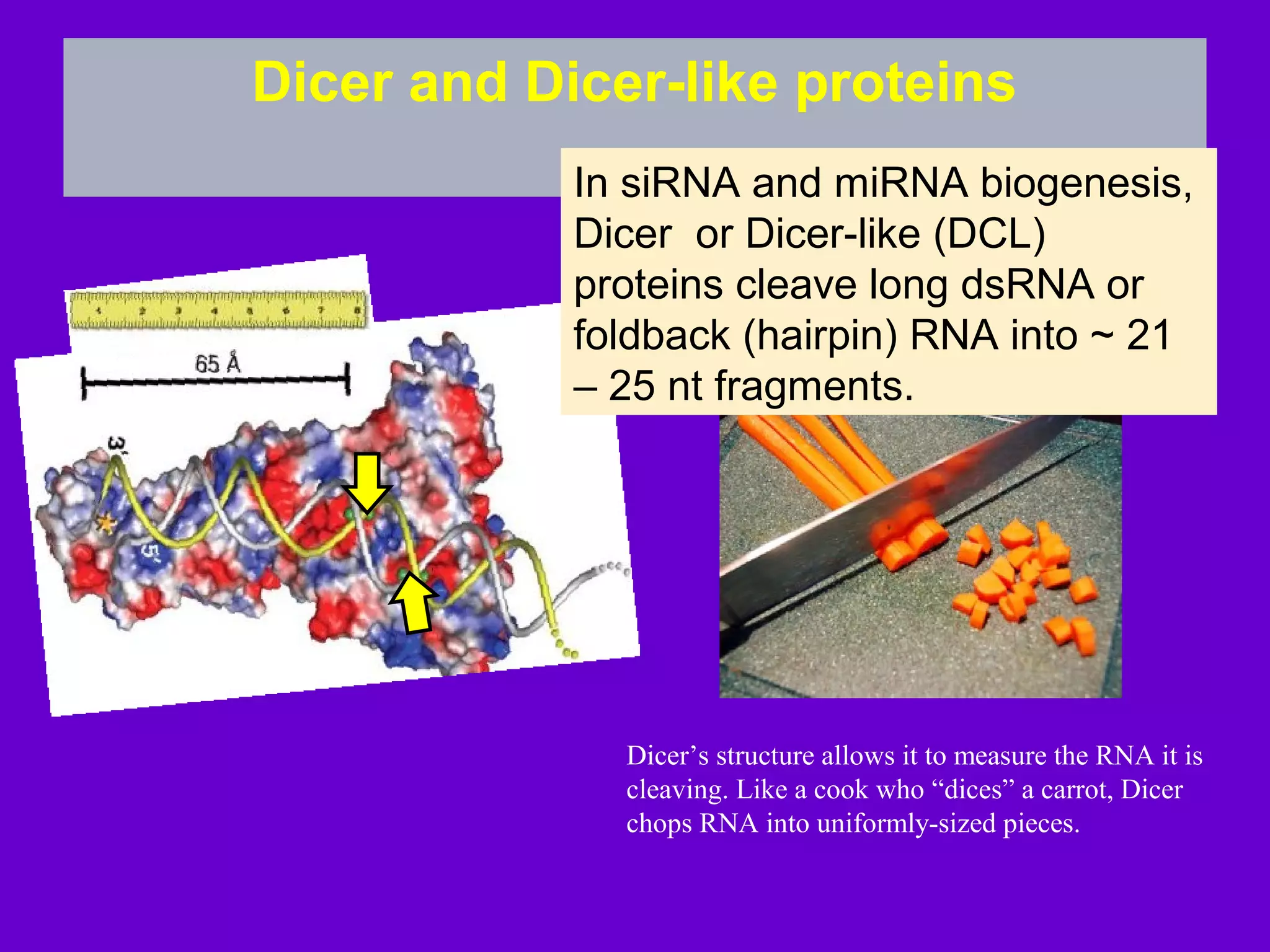 Role of biotechnology - gene silencing in plant disease control | PPT