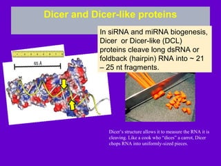 Role of biotechnology - gene silencing in plant disease control | PPT