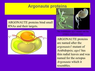Role of biotechnology - gene silencing in plant disease control | PPT