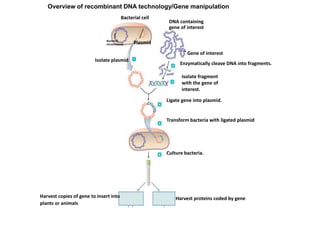 Role of biotechnology in the management of disease | PPTX