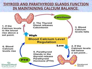 Role of Calcium in Bone metabolism & pathologies SEMINAR 2.pptx