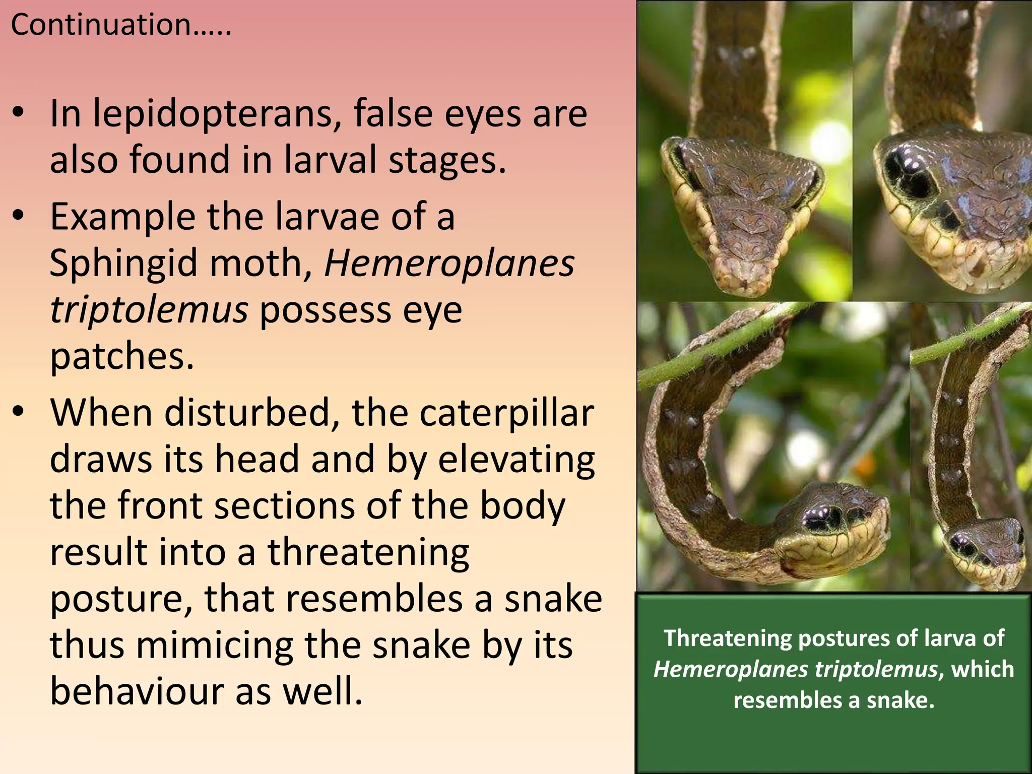 Role of Camouflage, mimicry and warning colours in insect defence.pptx