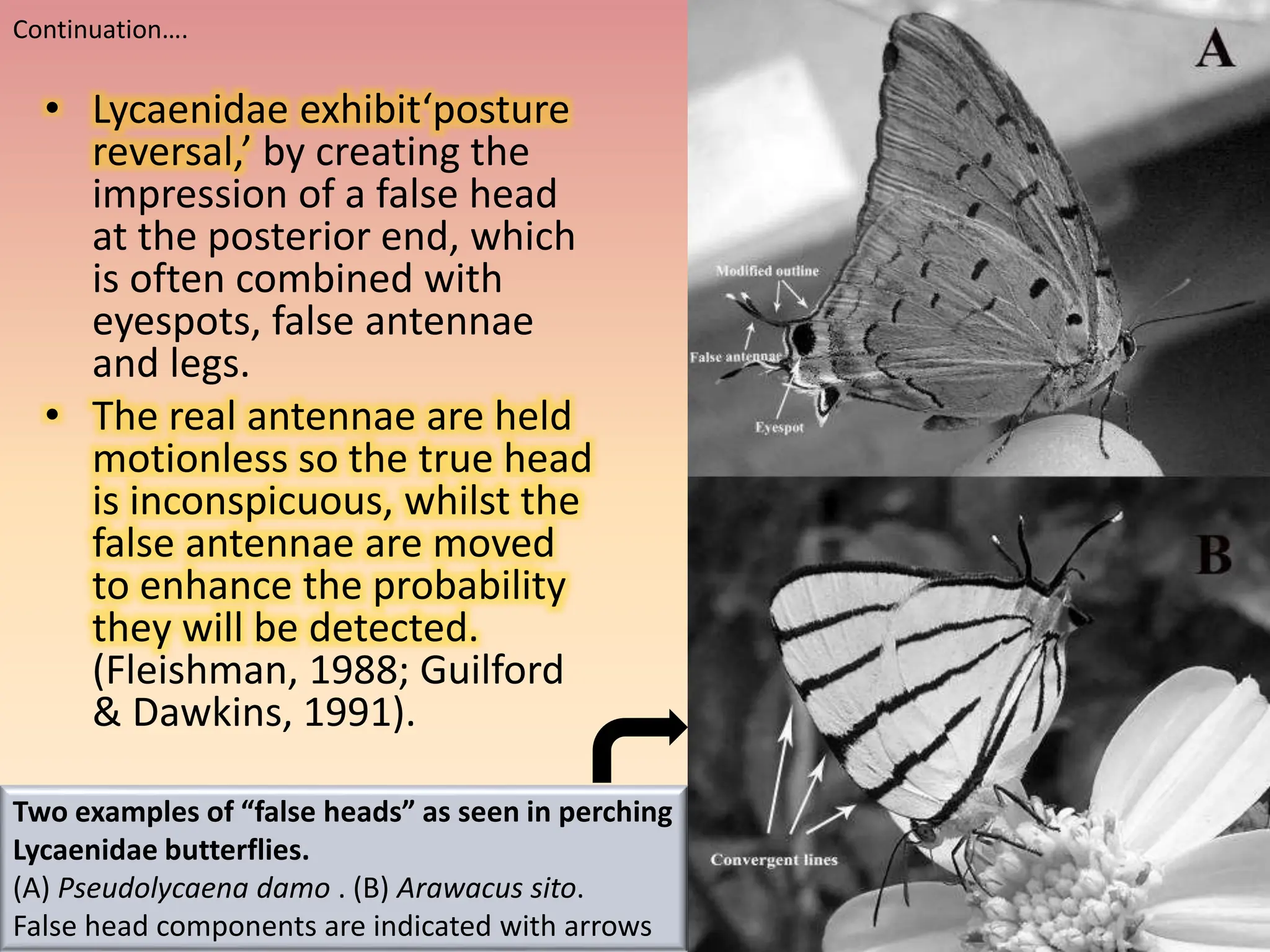 Role of Camouflage, mimicry and warning colours in insect defence.pptx