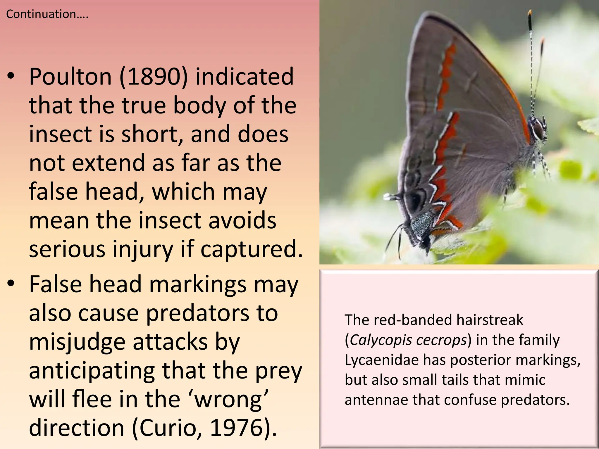 Role of Camouflage, mimicry and warning colours in insect defence.pptx