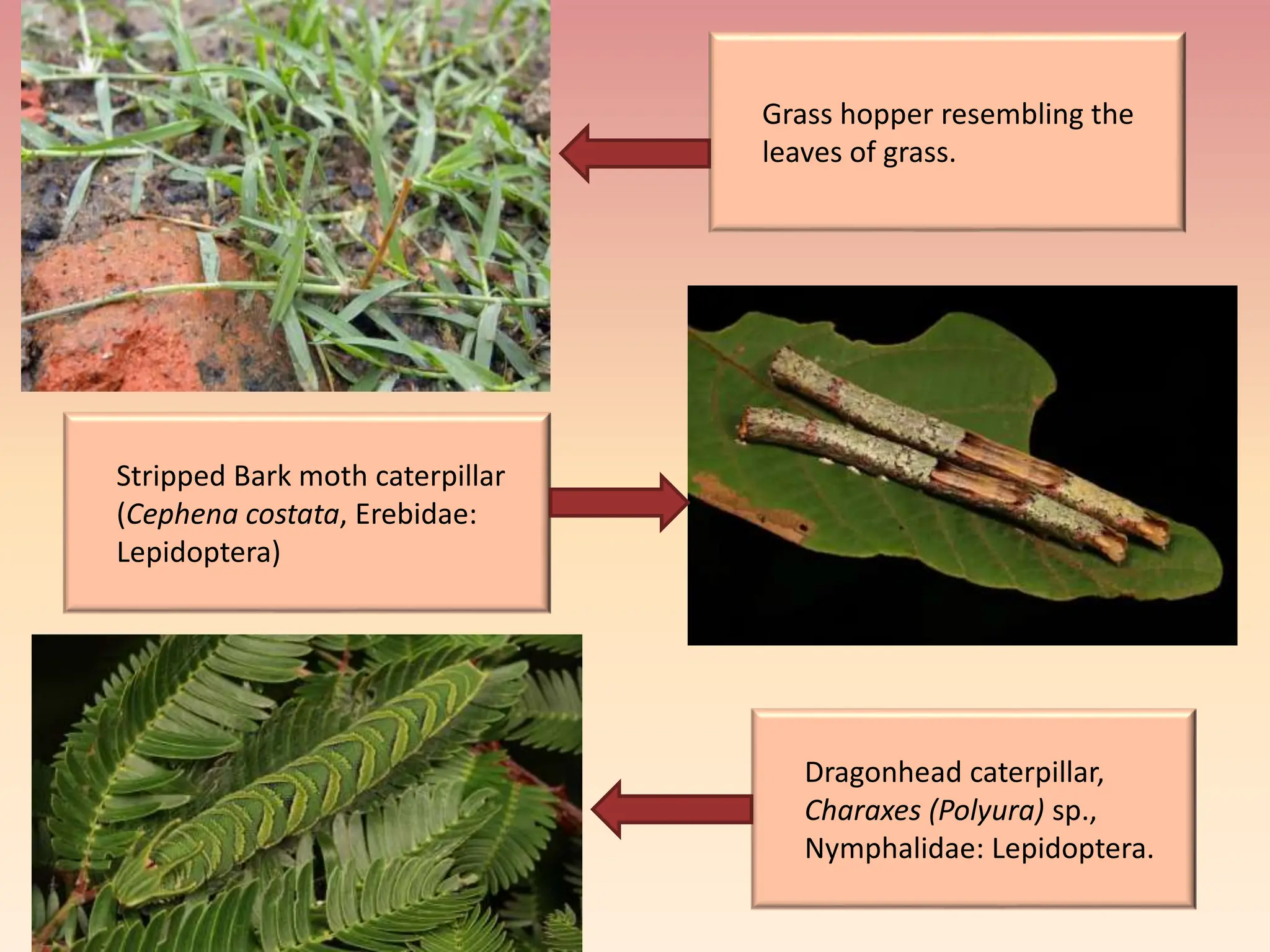 Role of Camouflage, mimicry and warning colours in insect defence.pptx