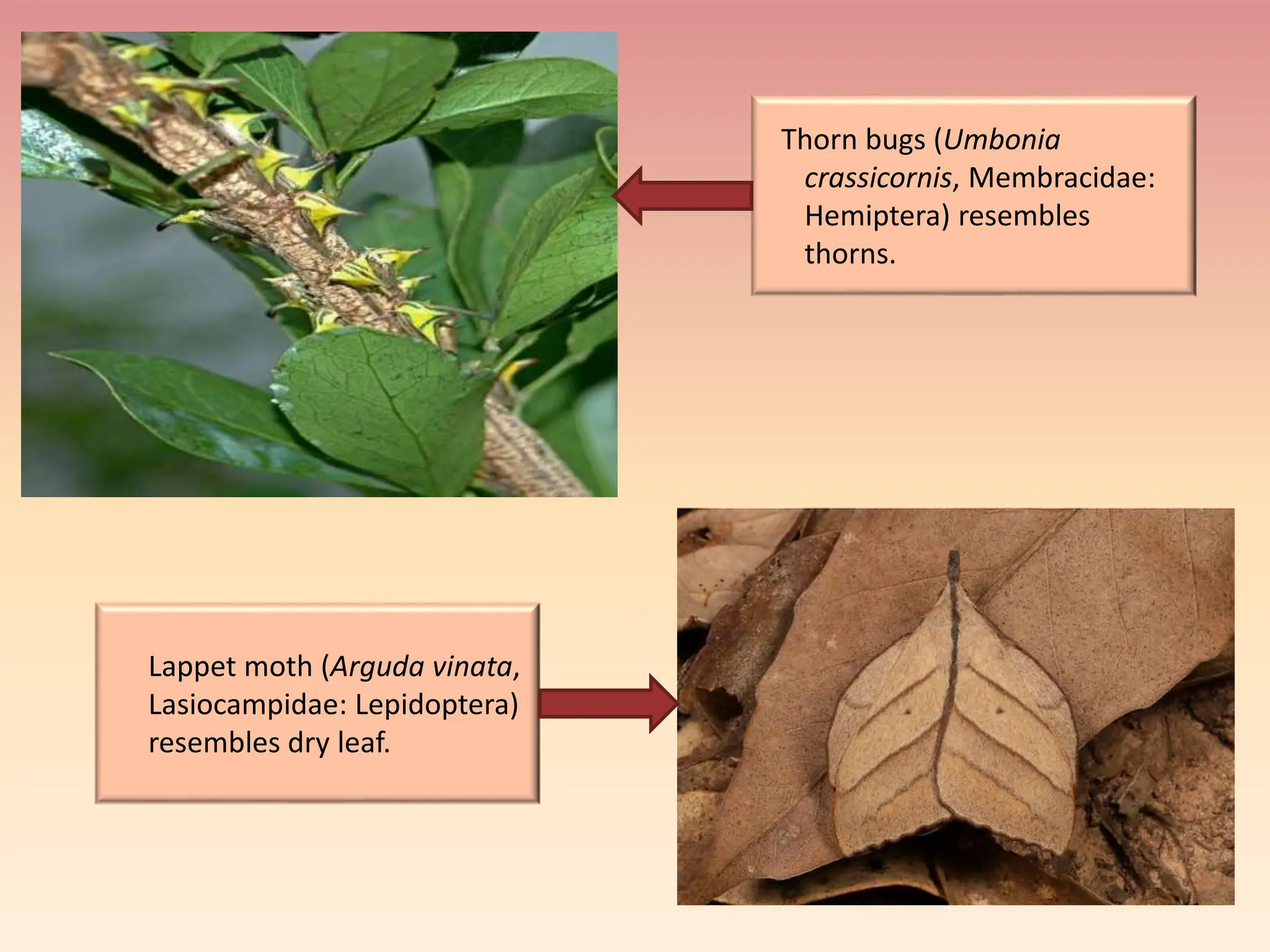 Role of Camouflage, mimicry and warning colours in insect defence.pptx