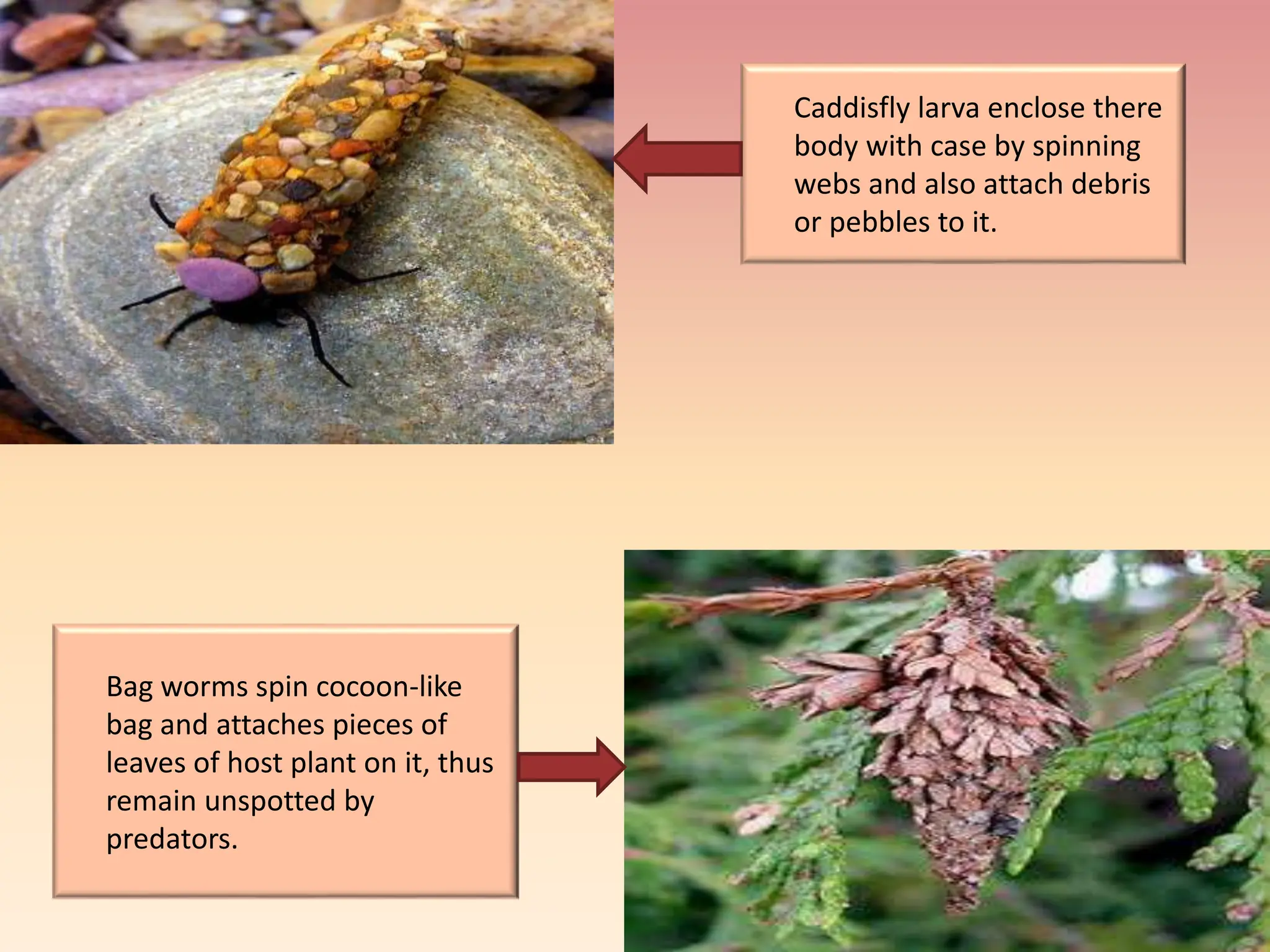 Role of Camouflage, mimicry and warning colours in insect defence.pptx