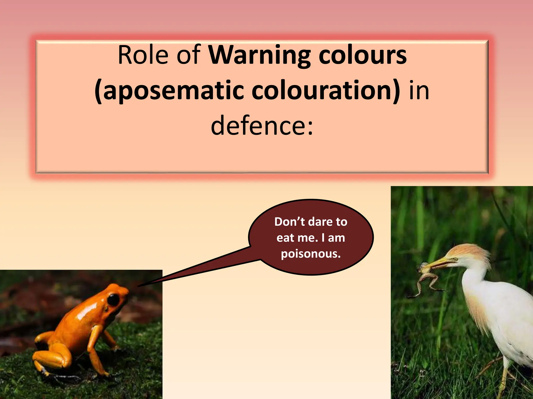 Role of Camouflage, mimicry and warning colours in insect defence.pptx