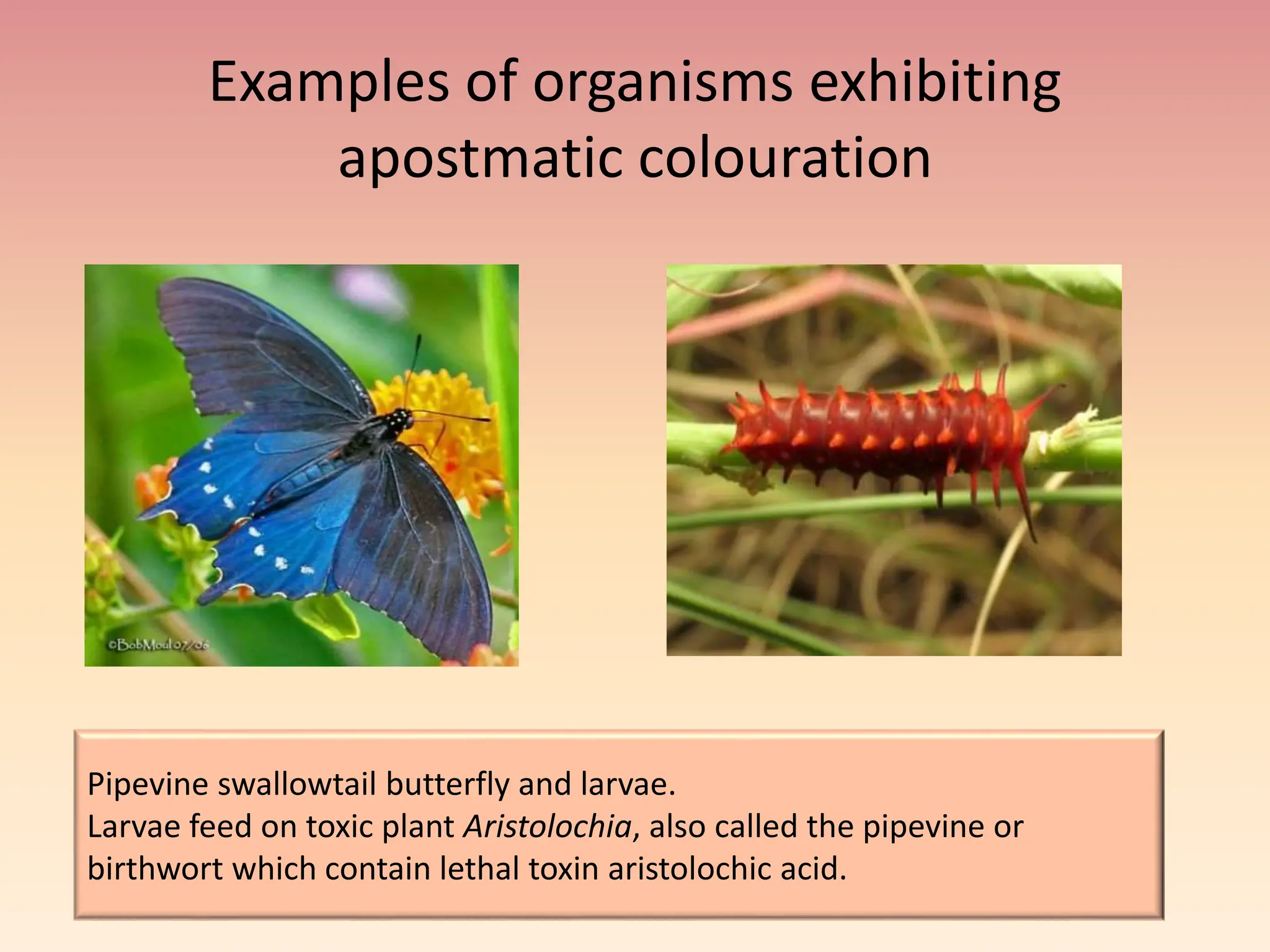 Role of Camouflage, mimicry and warning colours in insect defence.pptx
