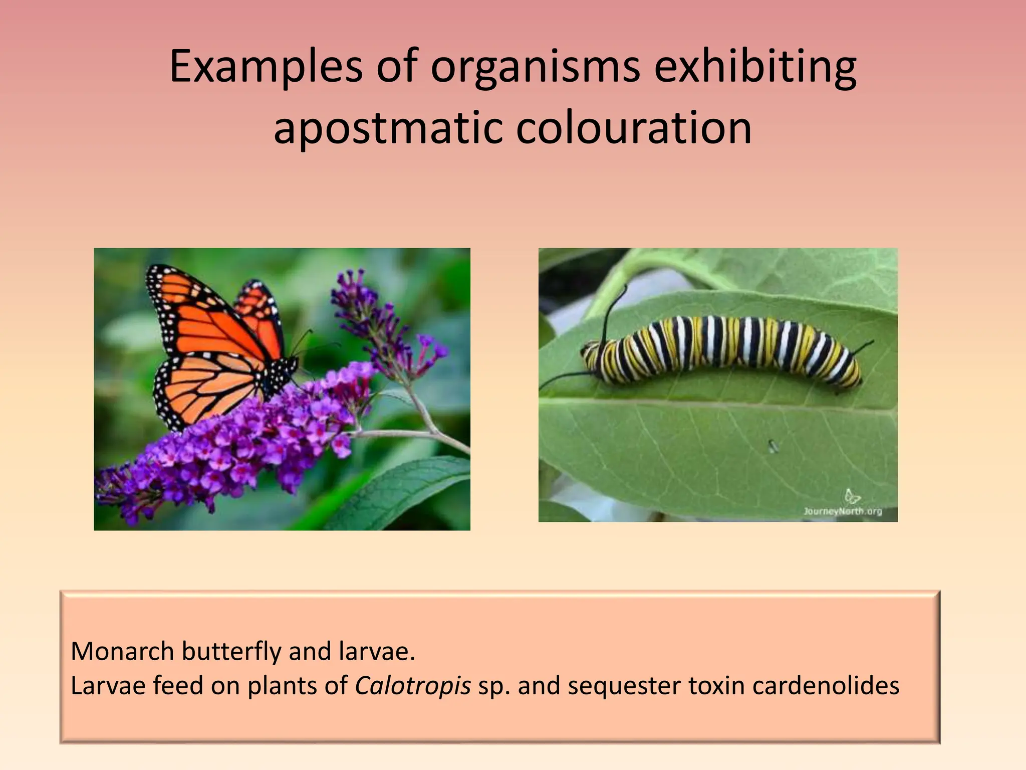 Role of Camouflage, mimicry and warning colours in insect defence.pptx