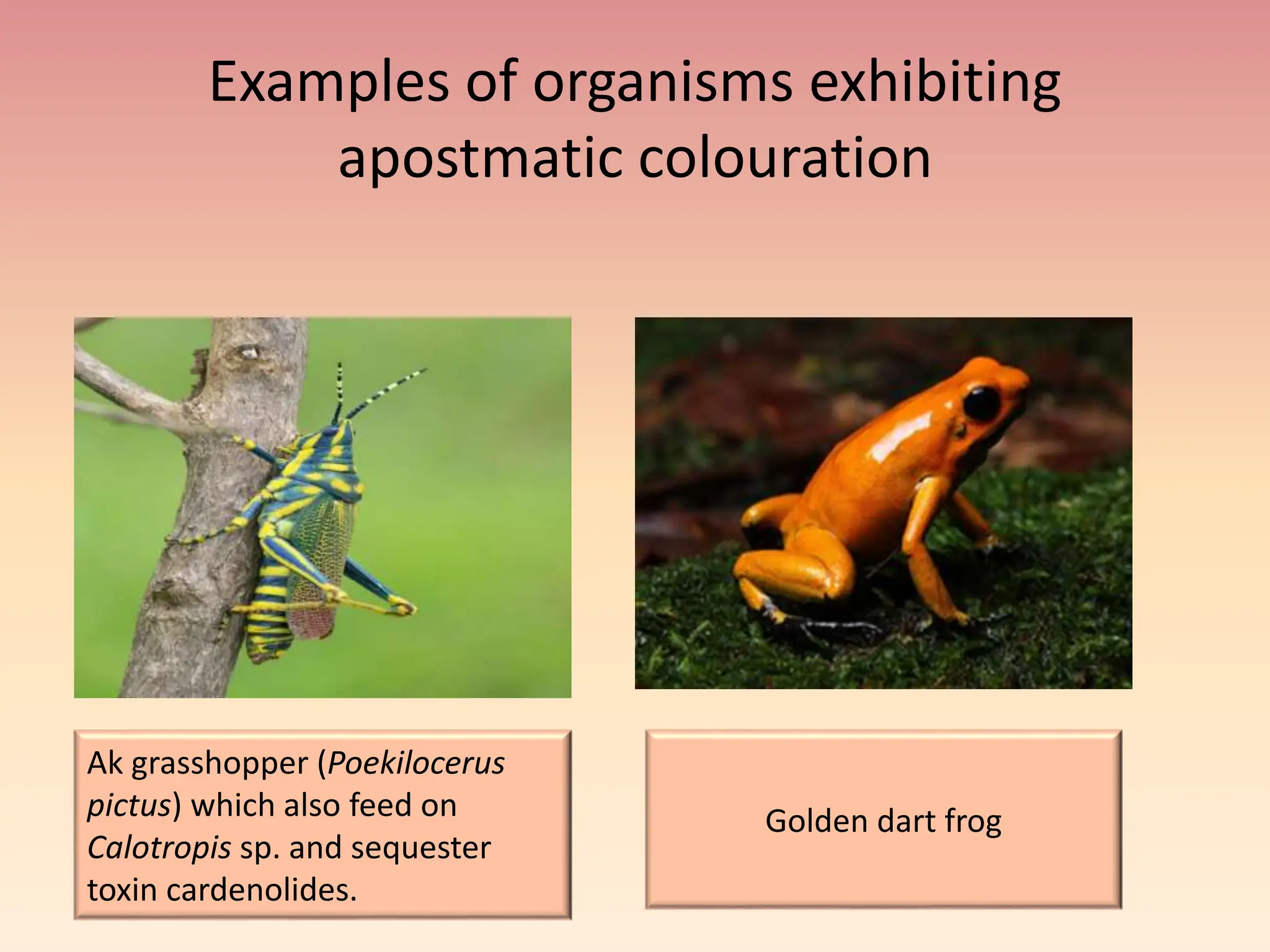 Role of Camouflage, mimicry and warning colours in insect defence.pptx