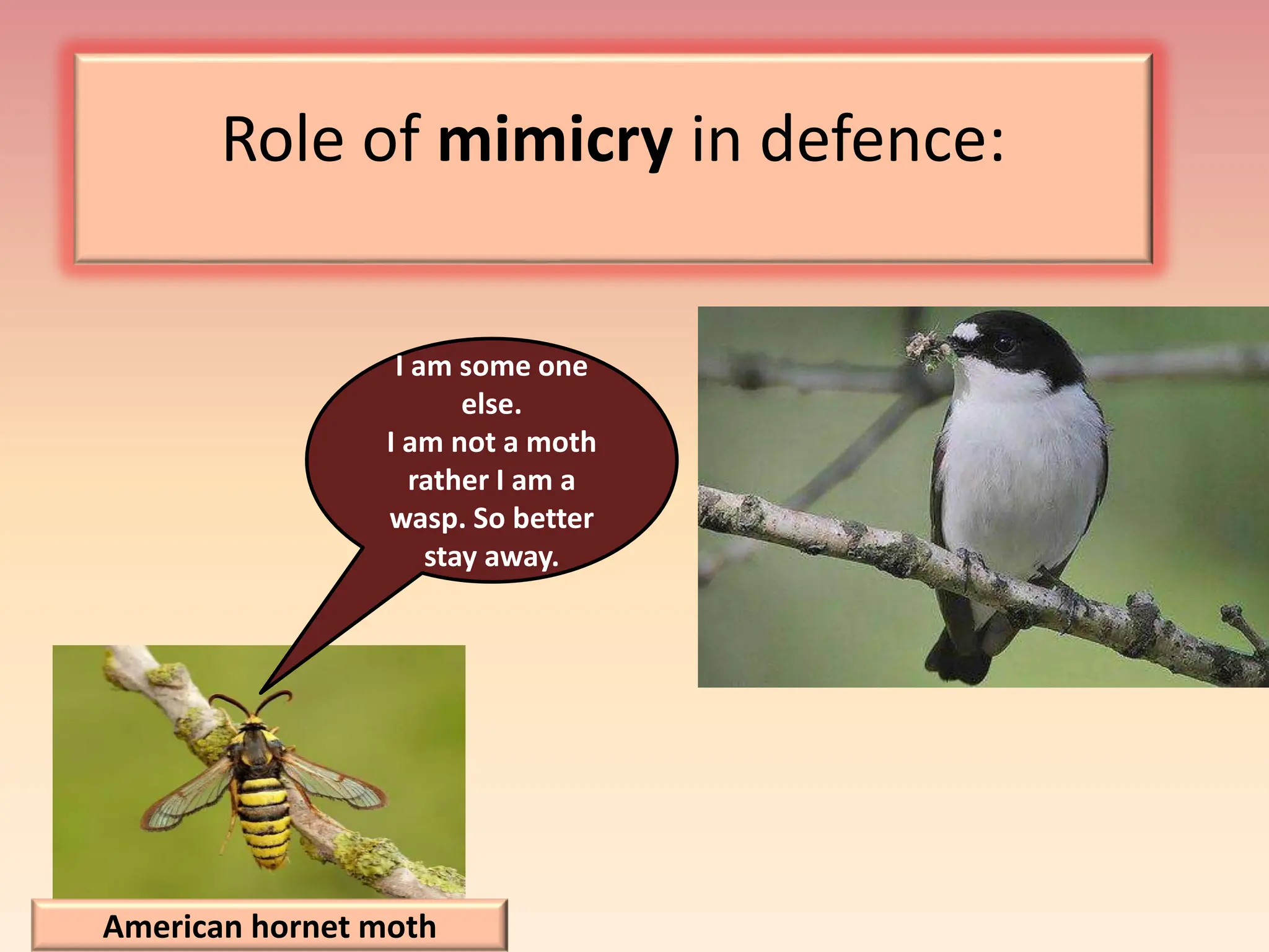 Role of Camouflage, mimicry and warning colours in insect defence.pptx