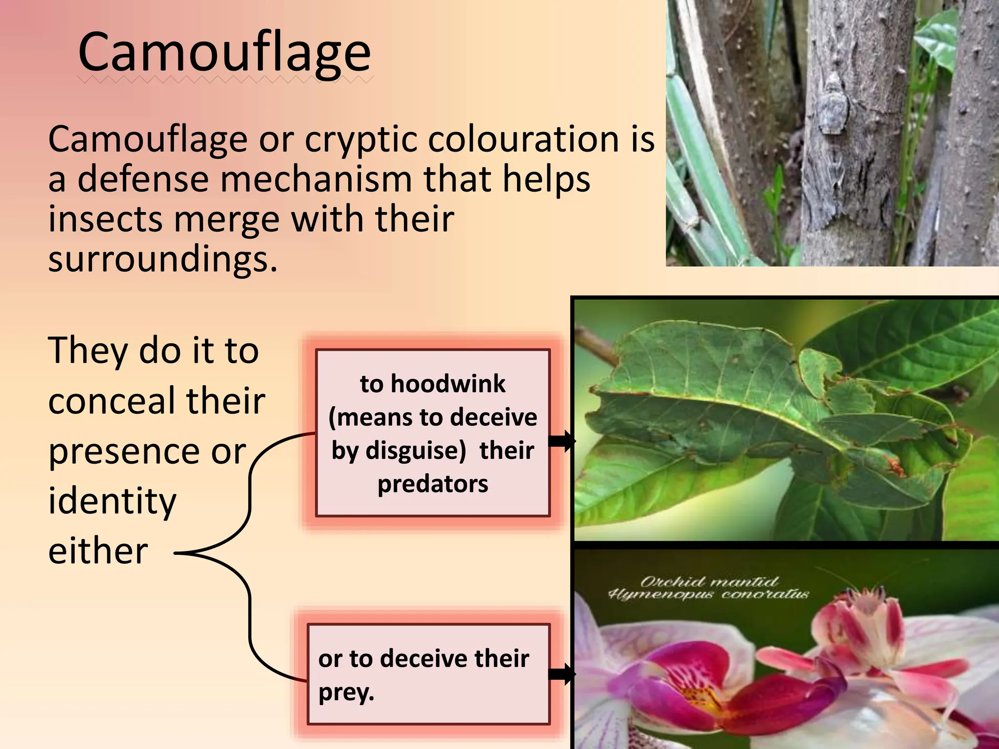 Role of Camouflage, mimicry and warning colours in insect defence.pptx