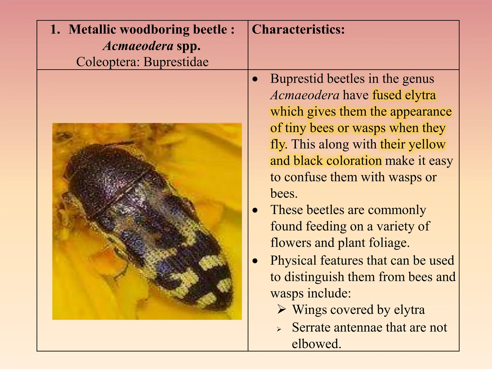 Role of Camouflage, mimicry and warning colours in insect defence.pptx