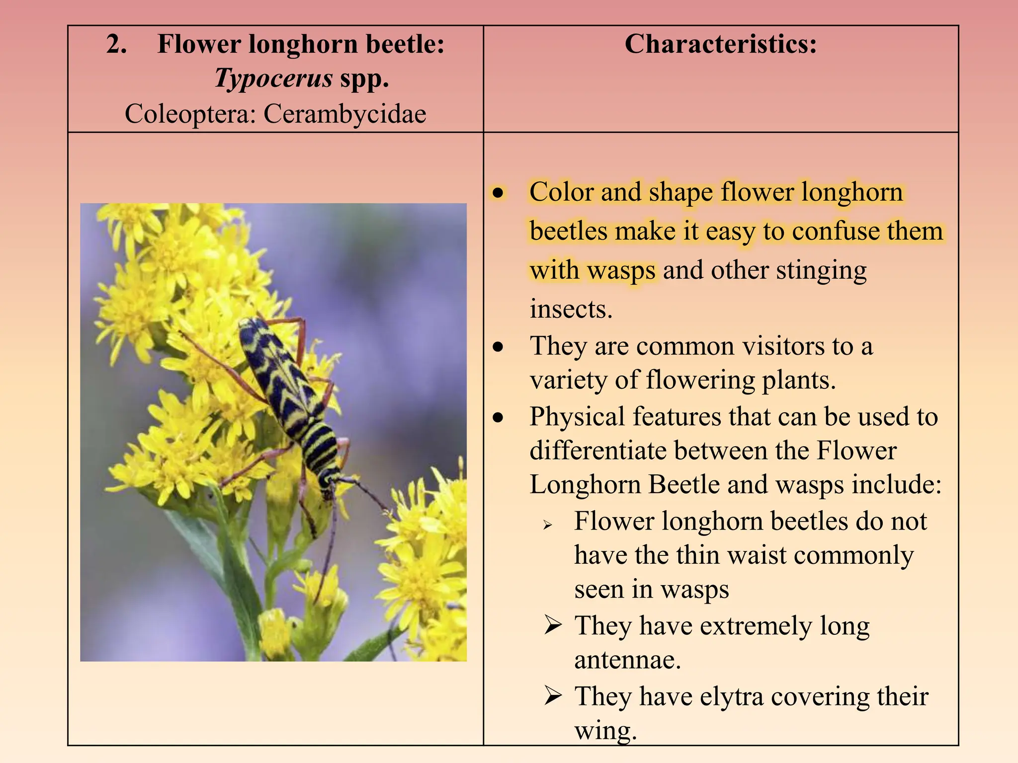 Role of Camouflage, mimicry and warning colours in insect defence.pptx