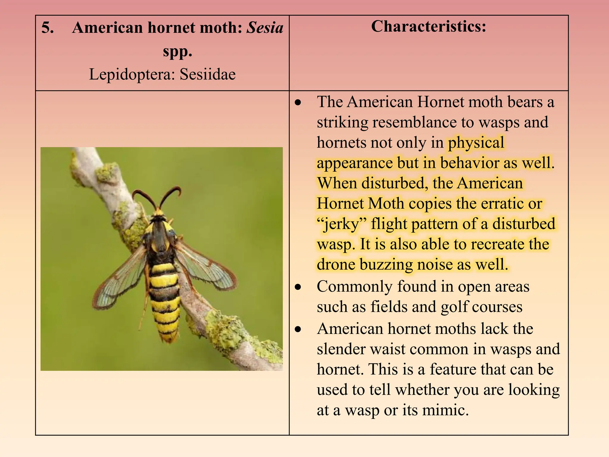 Role of Camouflage, mimicry and warning colours in insect defence.pptx