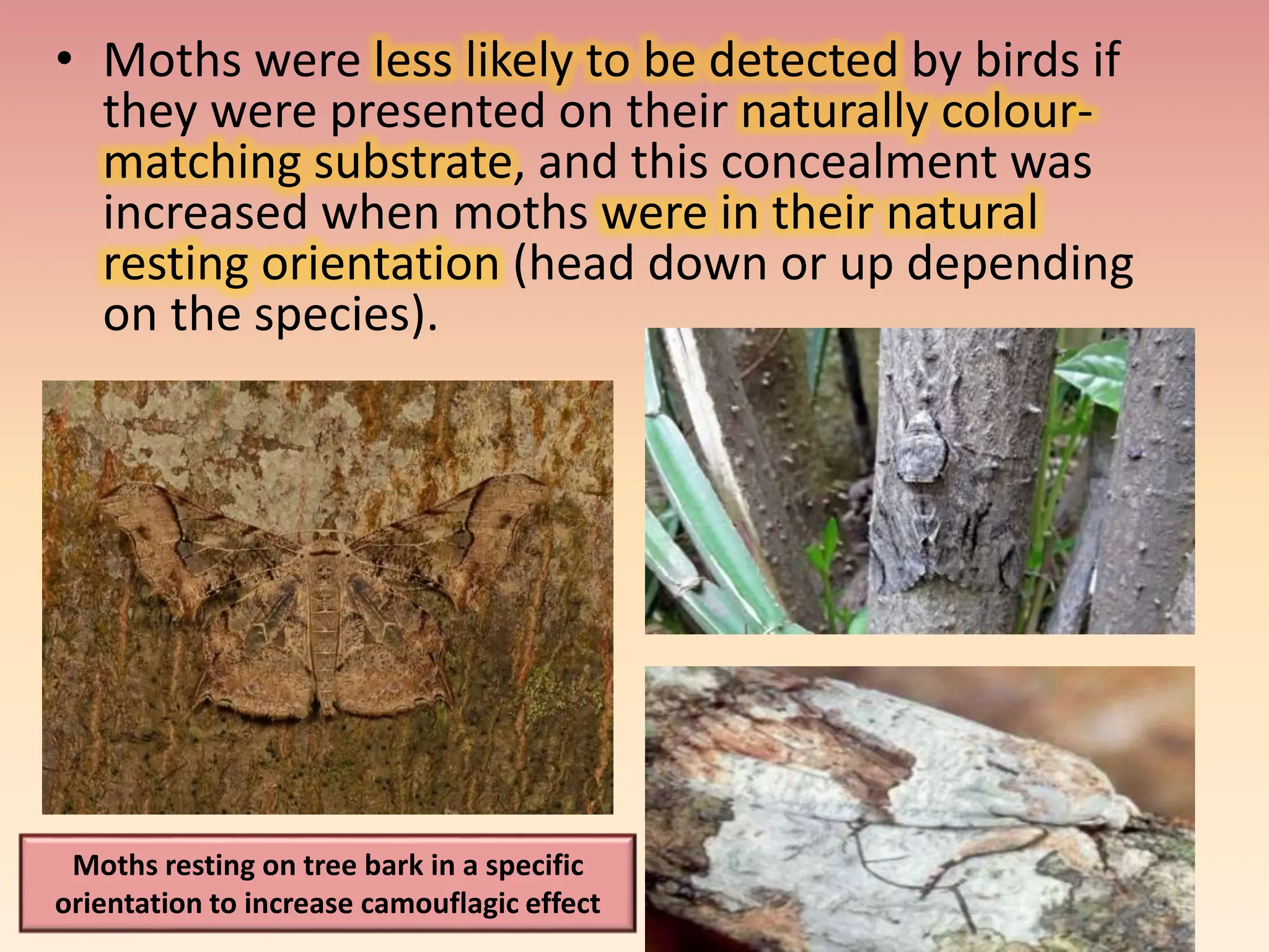 Role of Camouflage, mimicry and warning colours in insect defence.pptx