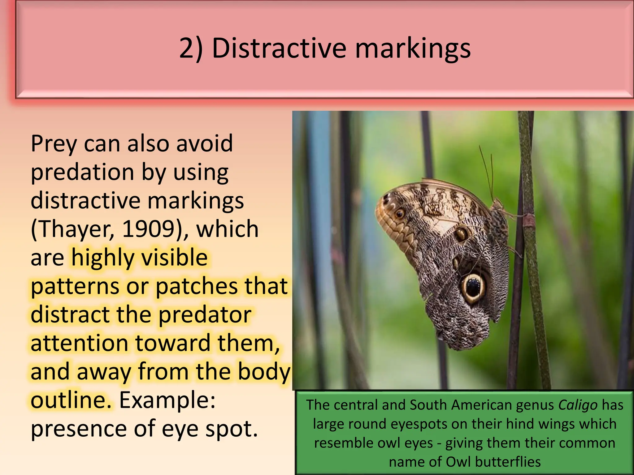 Role of Camouflage, mimicry and warning colours in insect defence.pptx