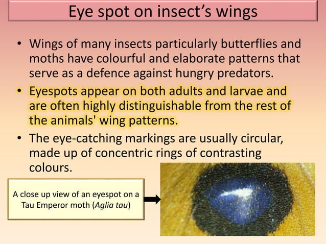 Role of Camouflage, mimicry and warning colours in insect defence.pptx ...