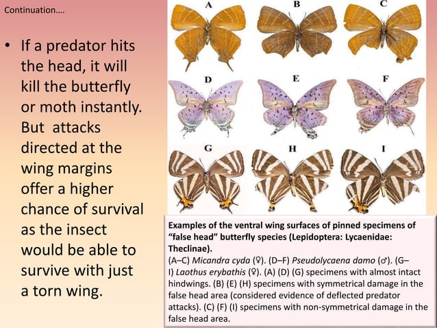 Role of Camouflage, mimicry and warning colours in insect defence.pptx ...