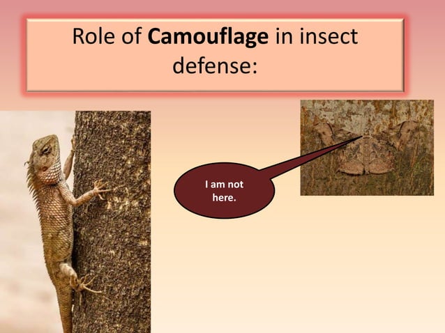 Role of Camouflage, mimicry and warning colours in insect defence.pptx ...