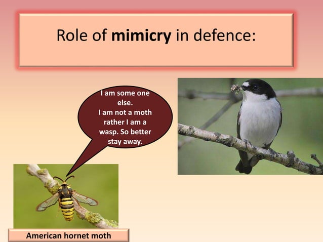 Role of Camouflage, mimicry and warning colours in insect defence.pptx ...