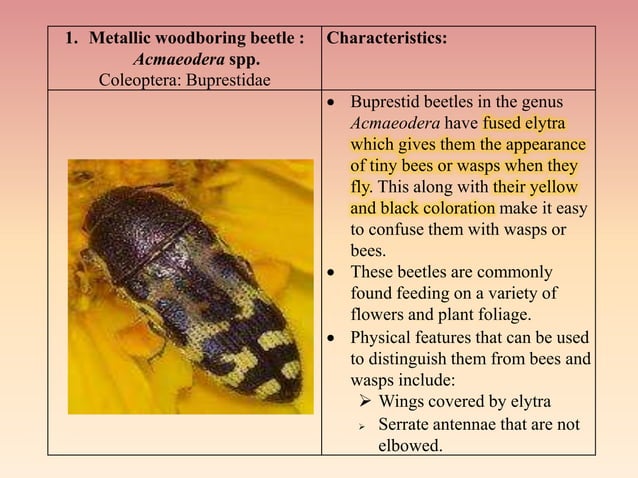 Role of Camouflage, mimicry and warning colours in insect defence.pptx | Birdwatching | Hobbies ...