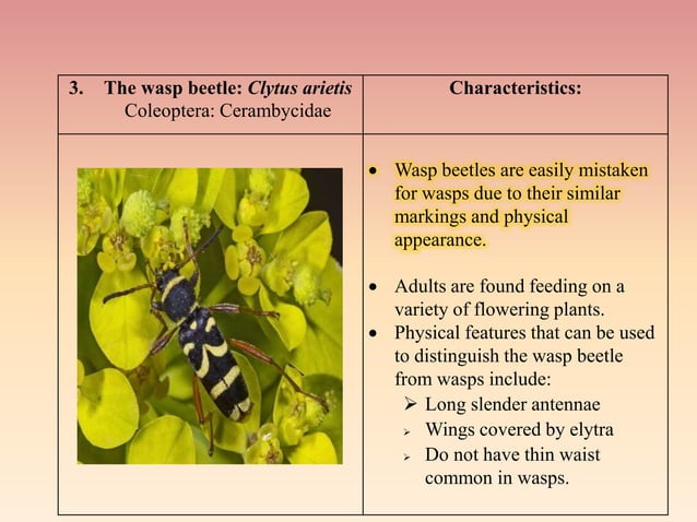 Role of Camouflage, mimicry and warning colours in insect defence.pptx ...