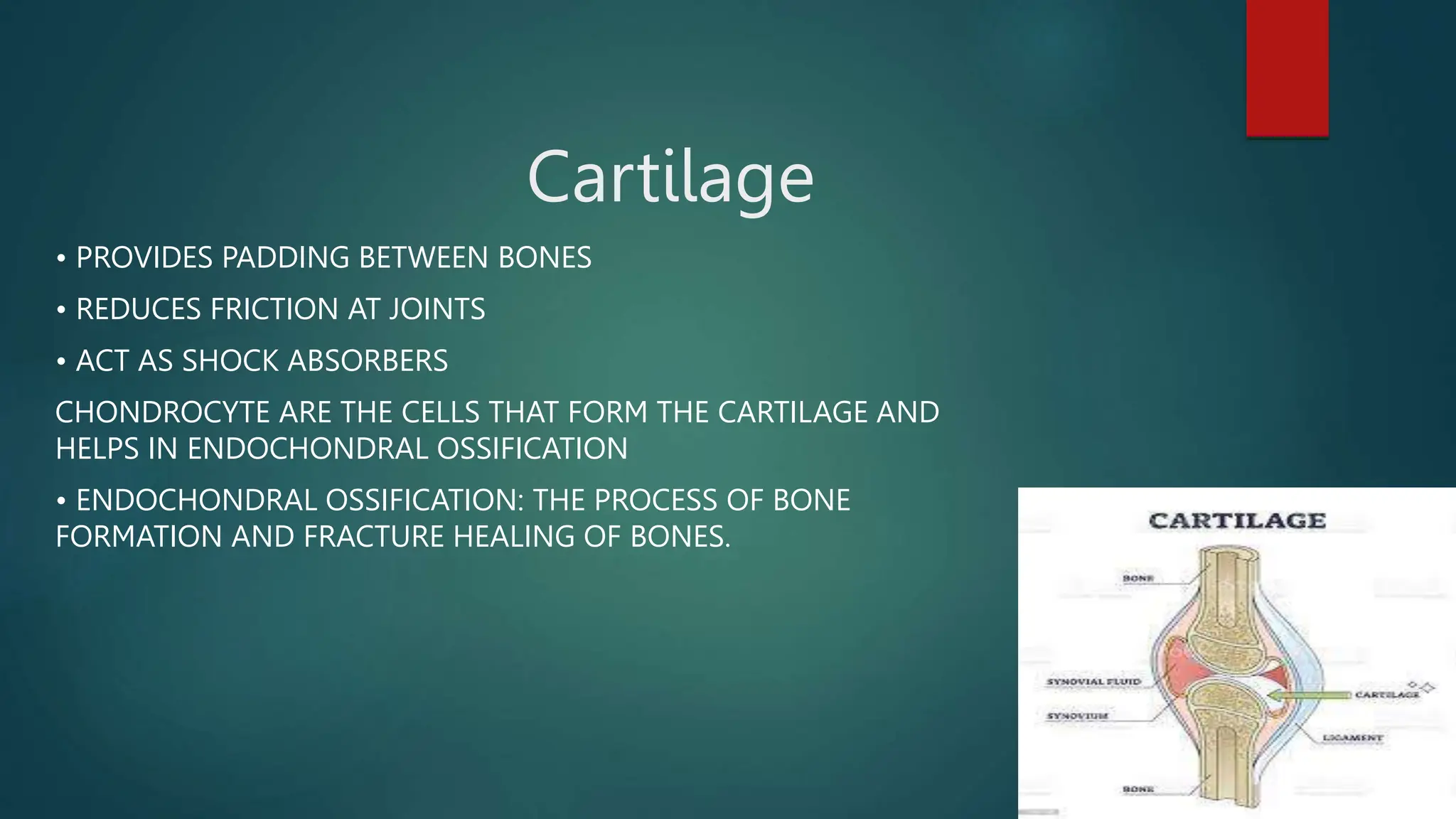 role of cartilage,ligament and blood.pptx