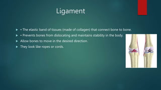 role of cartilage,ligament and blood.pptx | Blood Disorders | Diseases ...