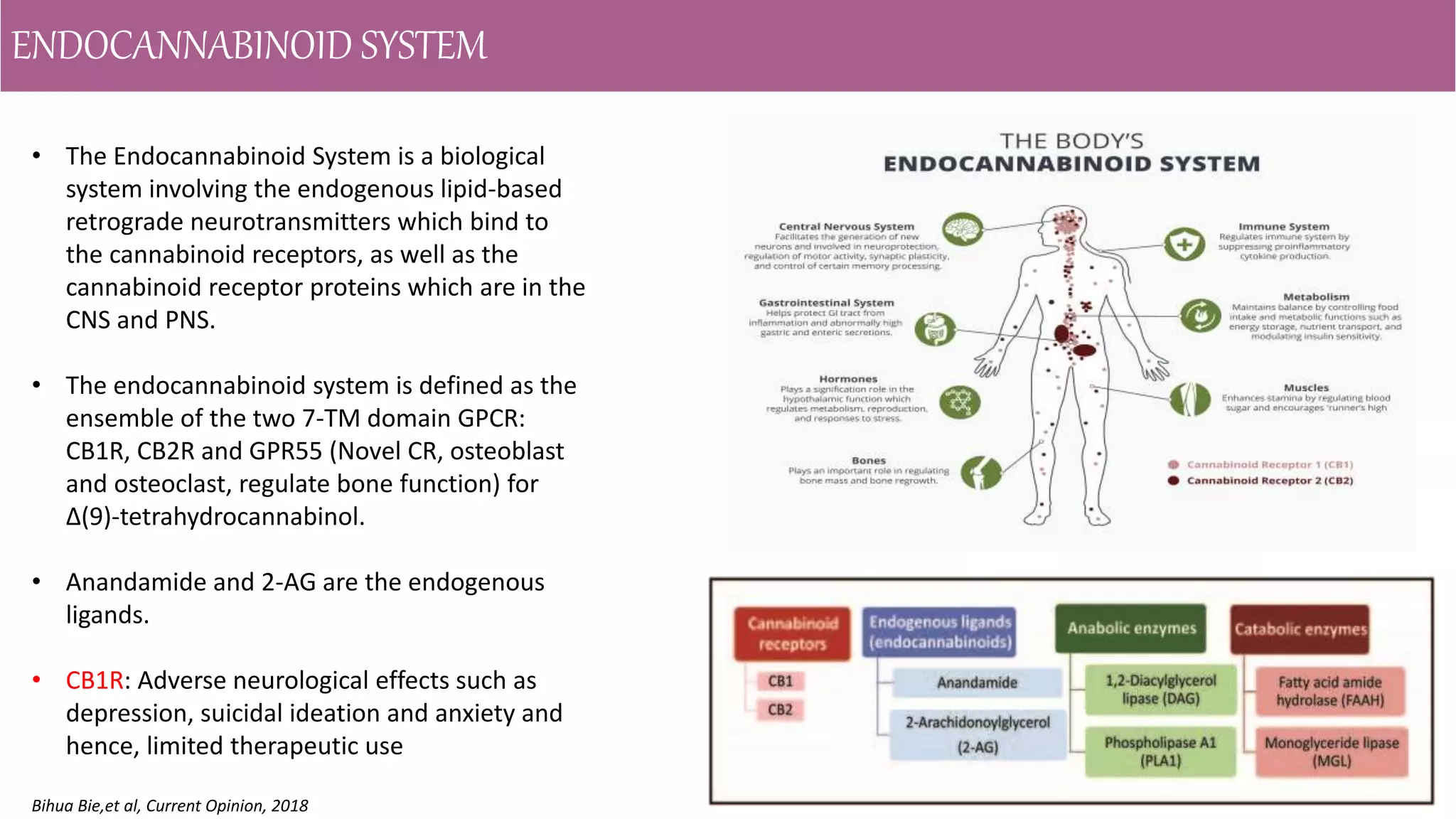 Role of CB2 Receptors In Pain and Inflammation.pptx