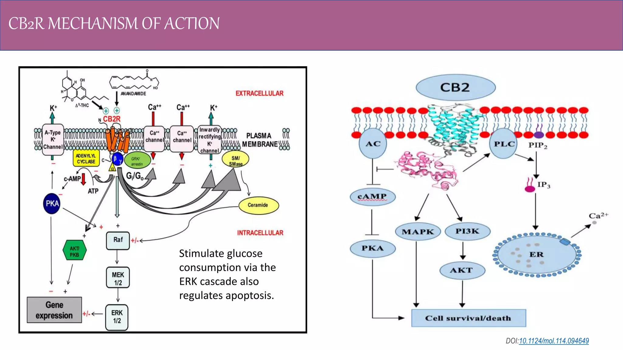 Role of CB2 Receptors In Pain and Inflammation.pptx