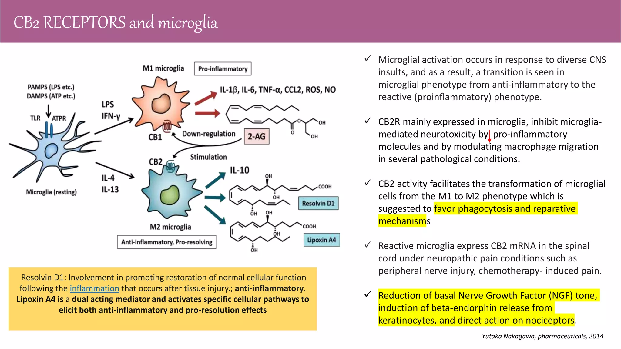 Role of CB2 Receptors In Pain and Inflammation.pptx