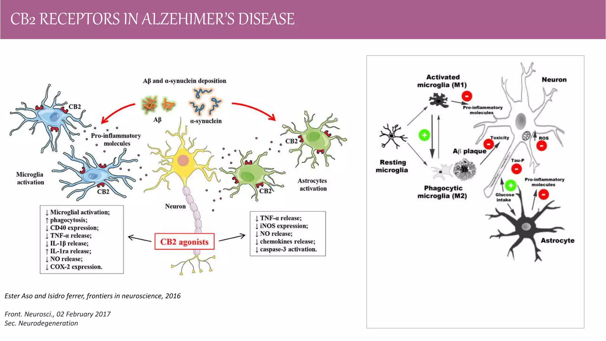 Role of CB2 Receptors In Pain and Inflammation.pptx